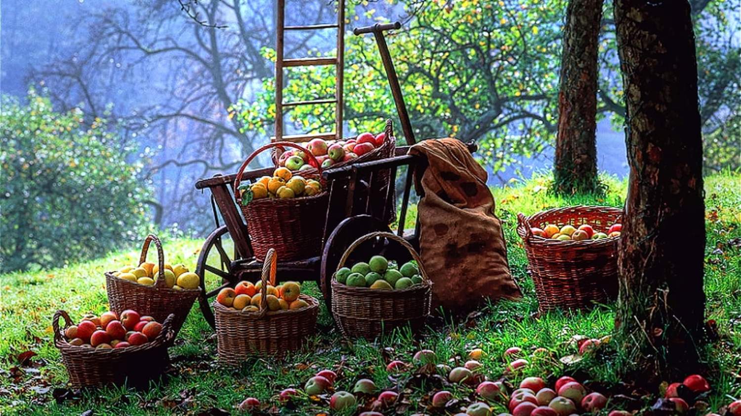 Solve Apple Picking Season jigsaw puzzle online with 84 pieces