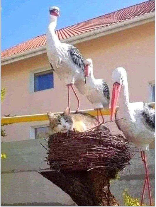 Jigsaw Puzzle | 35 pieces | Vtipné foto_Funny photos | Jigidi