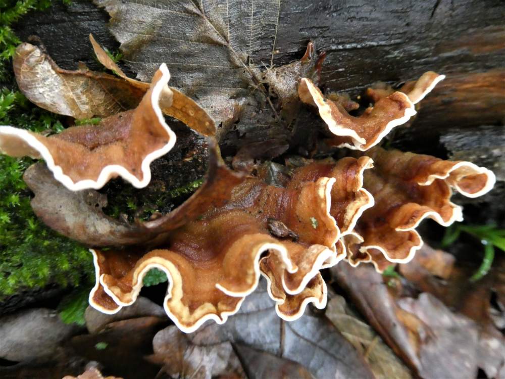 Solve Stereum ostrea / False turkey-tail fungus. .. I think jigsaw ...