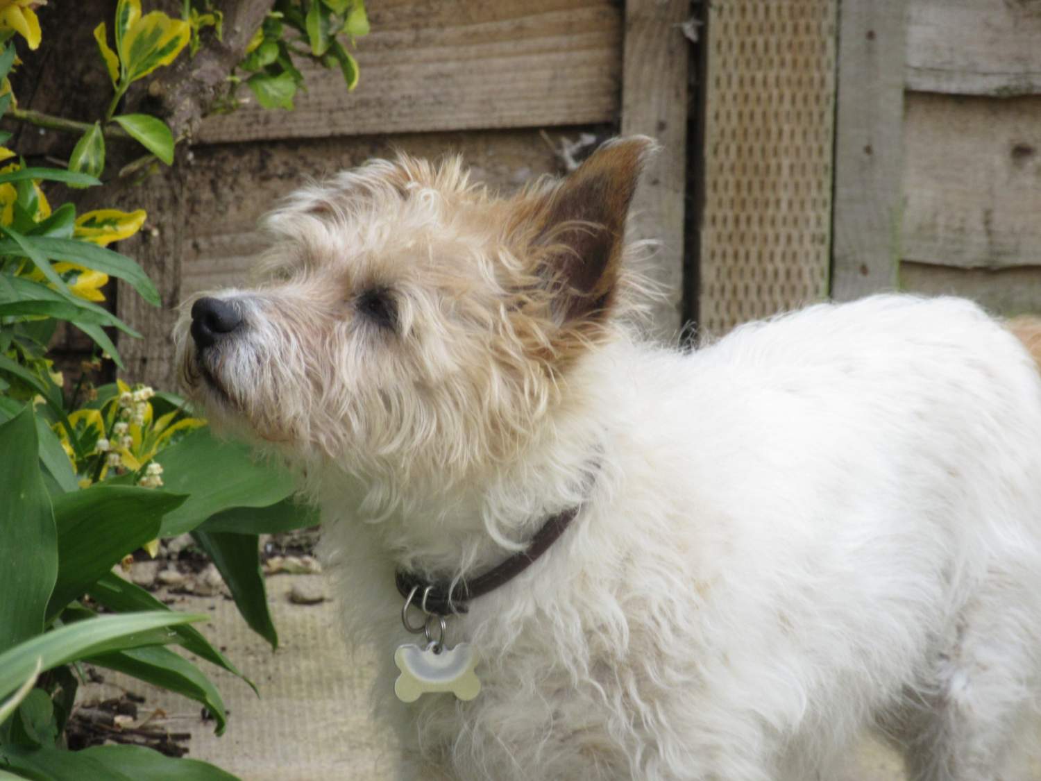 Solve pheep jigsaw puzzle online with 48 pieces