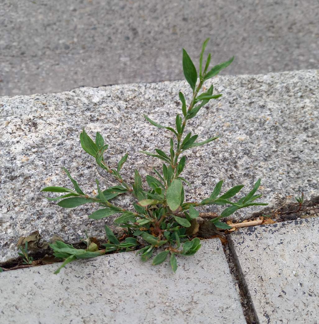 Solve Urban Biodiversity jigsaw puzzle online with 25 pieces