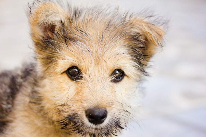 Solve Dog jigsaw puzzle online with 96 pieces