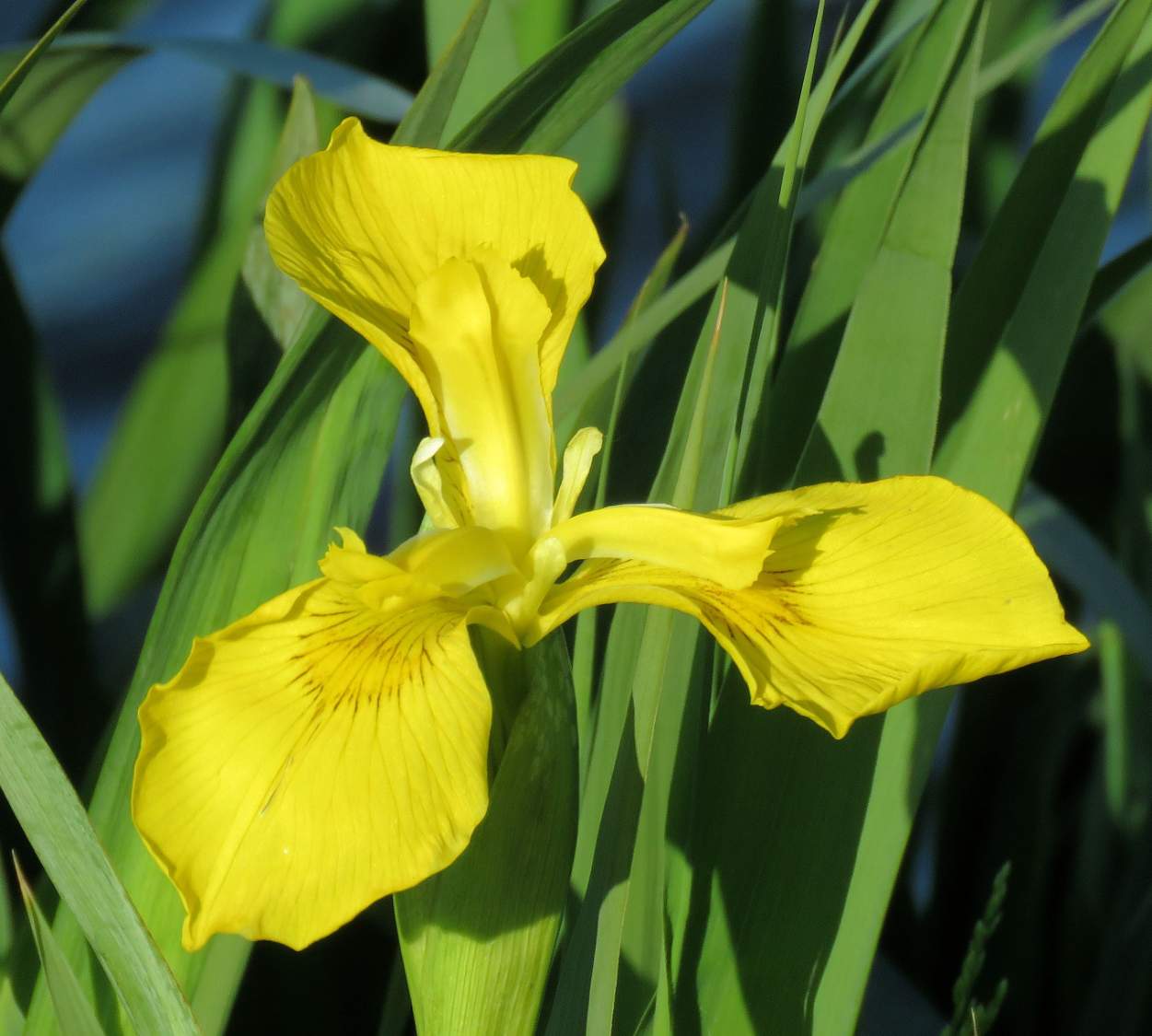 Jigsaw Puzzle | yellow iris | 72 pieces | Jigidi