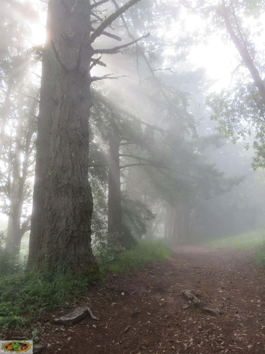 Solve Sun through the fog jigsaw puzzle online with 88 pieces