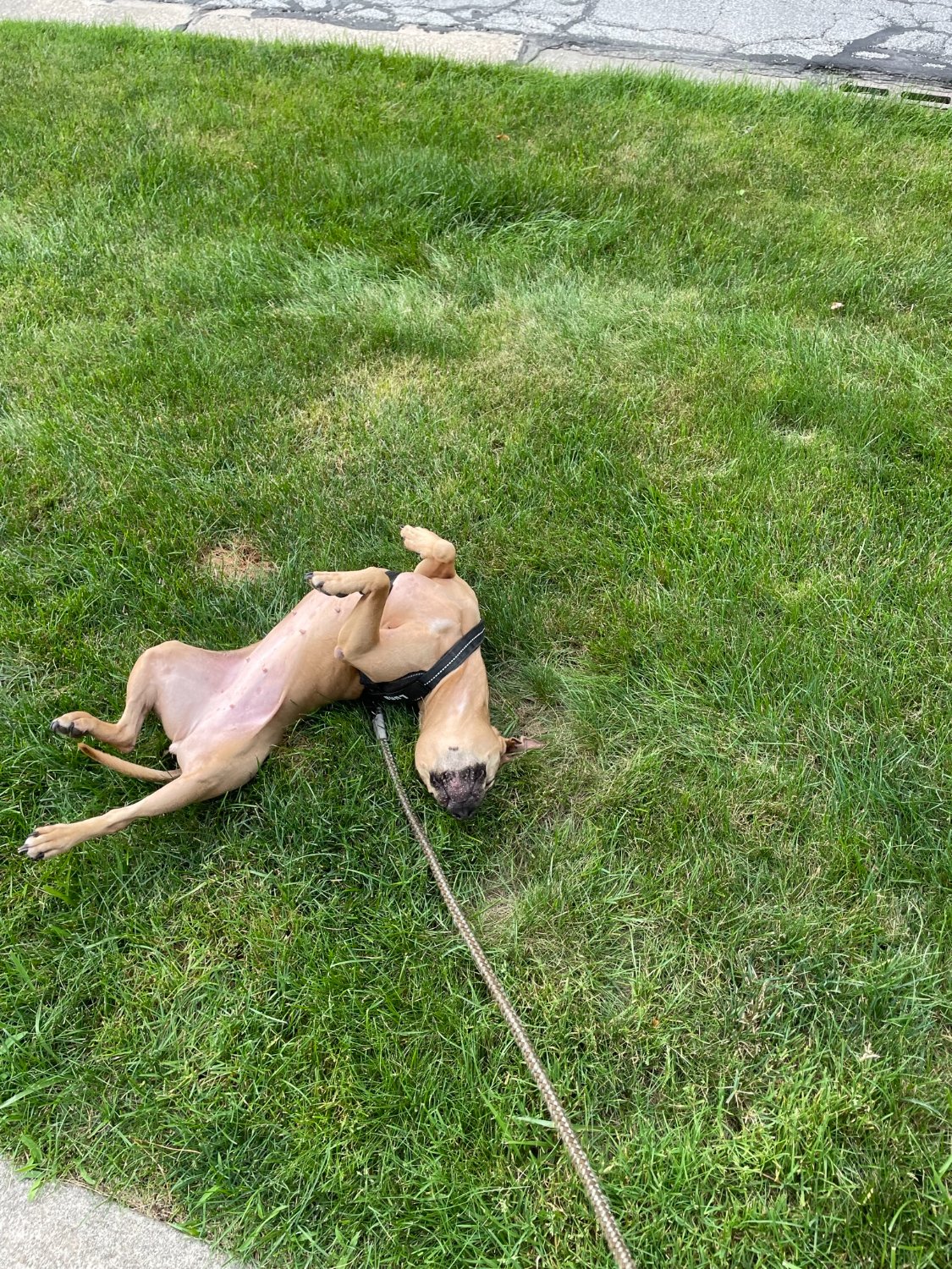 Solve Accidental Renaissance 5 jigsaw puzzle online with 352 pieces