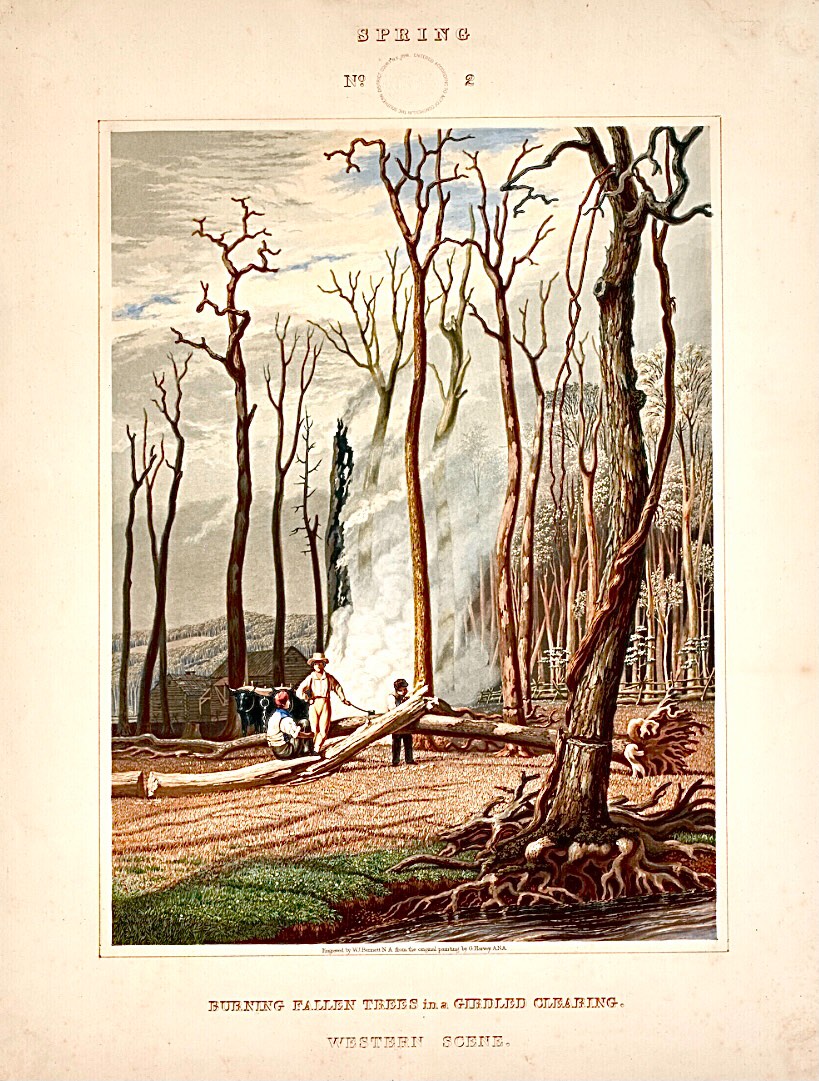 Solve Spring. Burning Fallen Trees in a Girdled Clearing. Western Scene ...