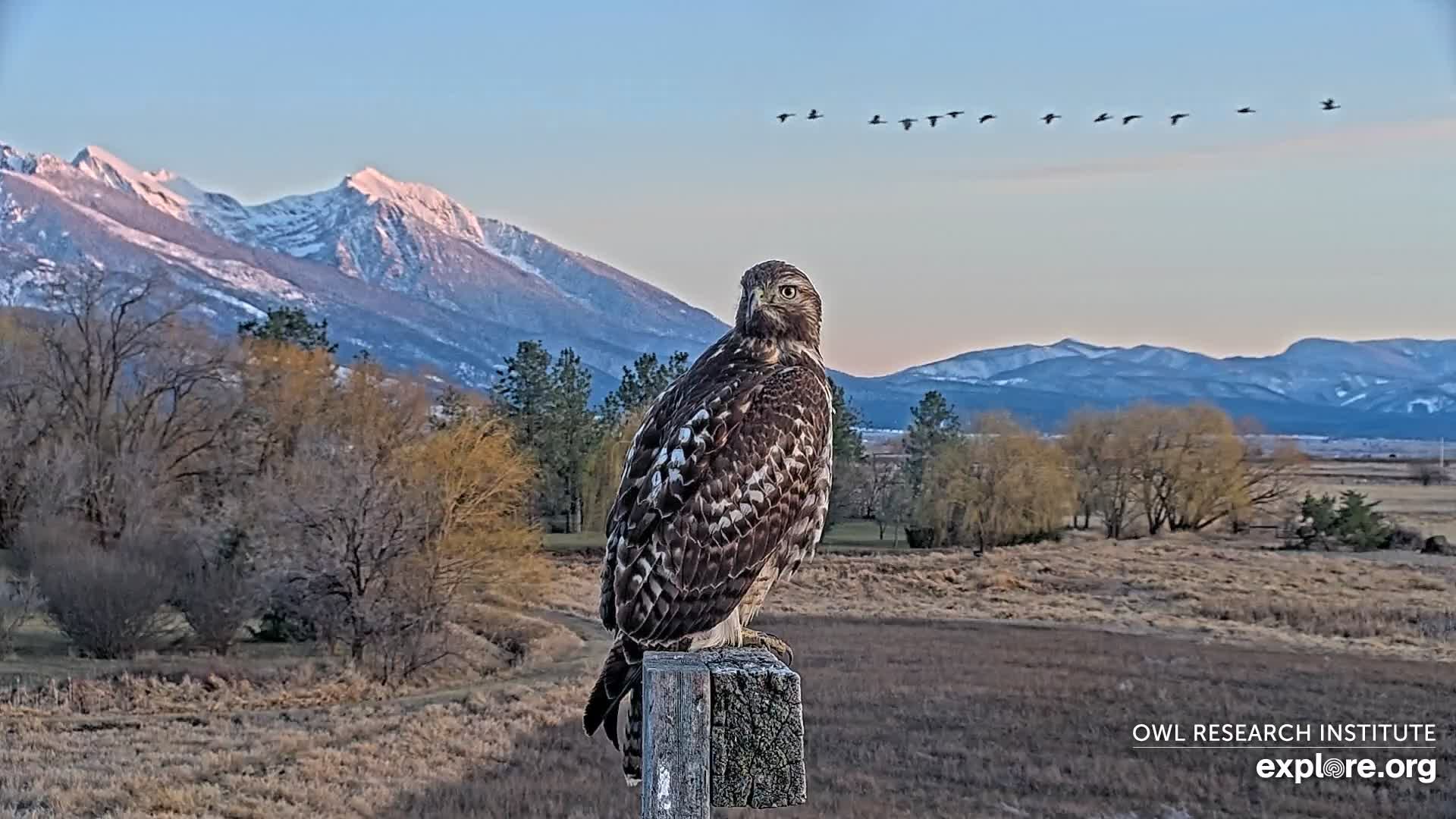 Solve February 11, 2026 Red Tailed Hawk at Sunset jigsaw puzzle online ...