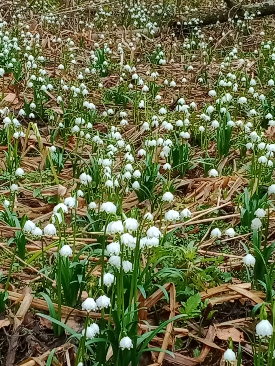 Solve Spring snowflakes - Kronice jigsaw puzzle online with 35 pieces