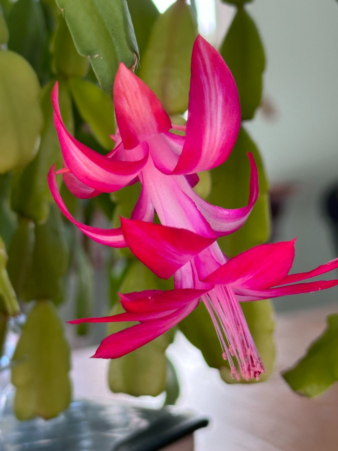 Solve Fuchsia Christmas cactus jigsaw puzzle online with 63 pieces