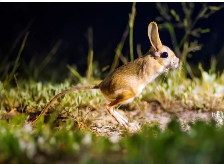 Solve Long Eared Jerboa China ---critters I'd like to pet (without ...