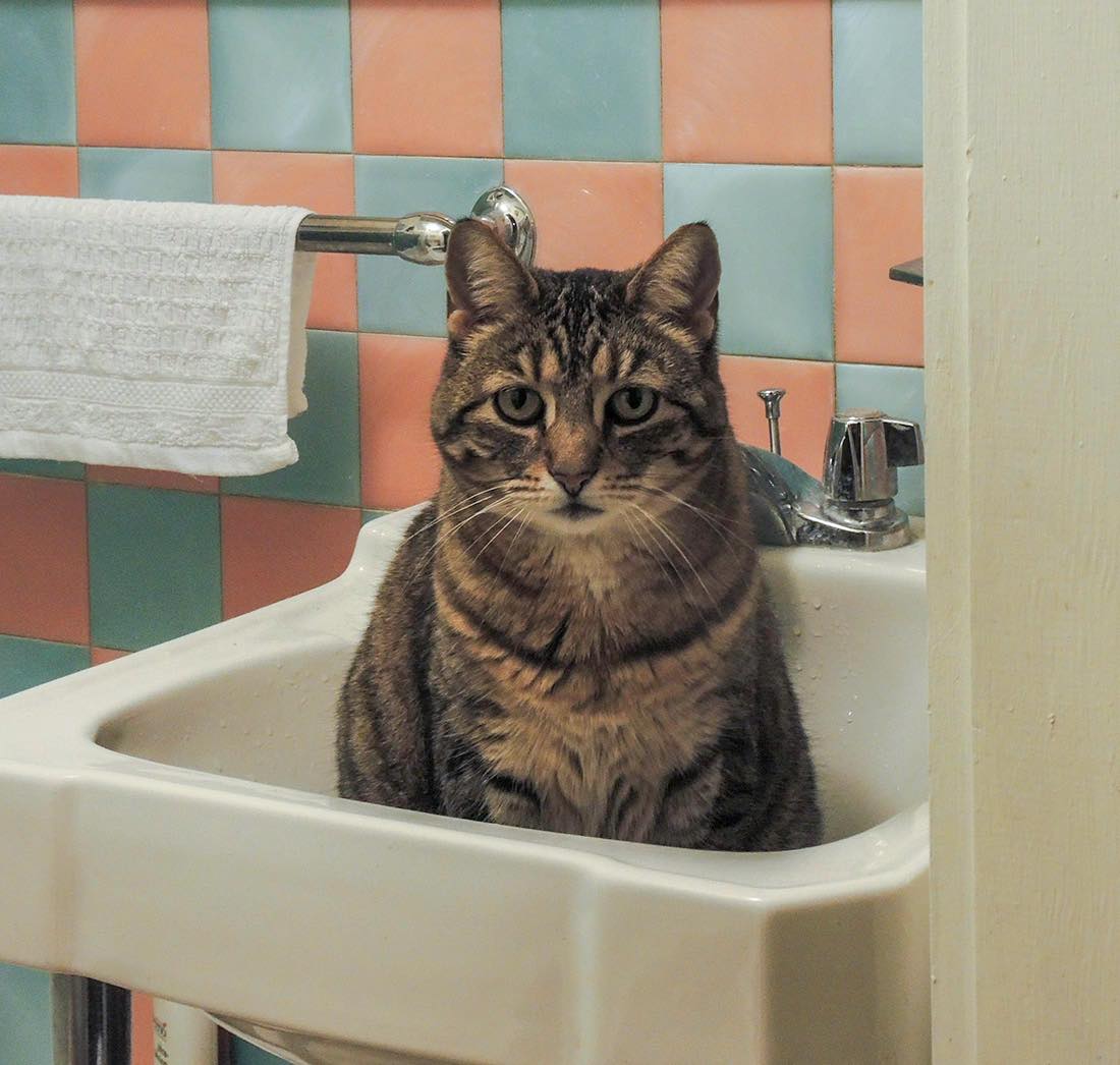 Solve Poppy Sitting in the Sink jigsaw puzzle online with 64 pieces