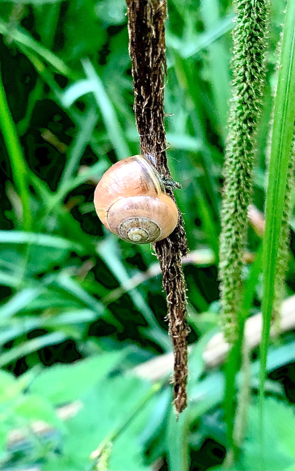 Jigsaw Puzzle | 252 pieces | Hang in there little snail | Jigidi