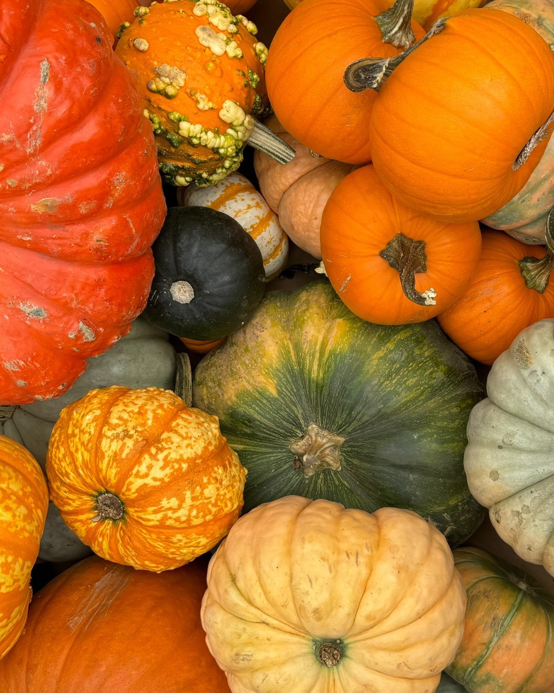 Solve Squash jigsaw puzzle online with 99 pieces