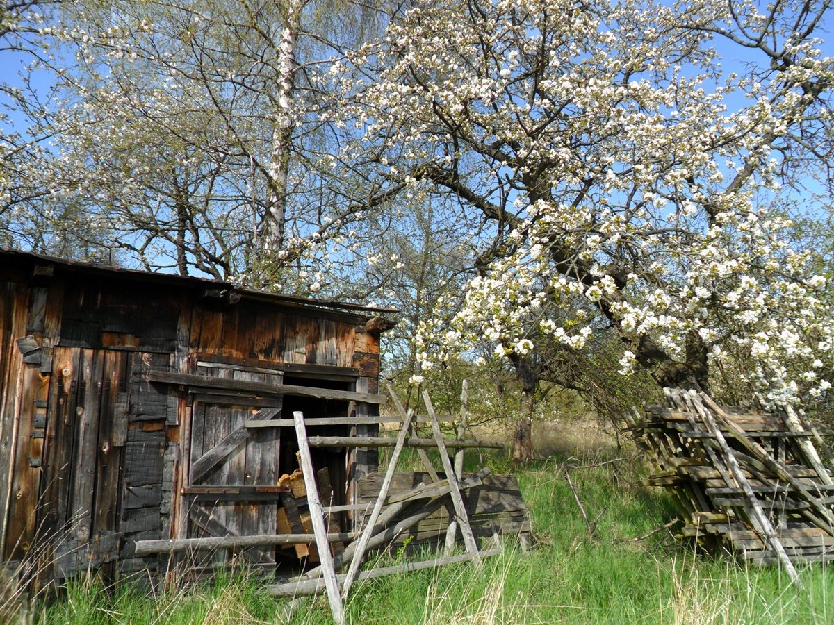 Solve kvetoucí strom jigsaw puzzle online with 30 pieces