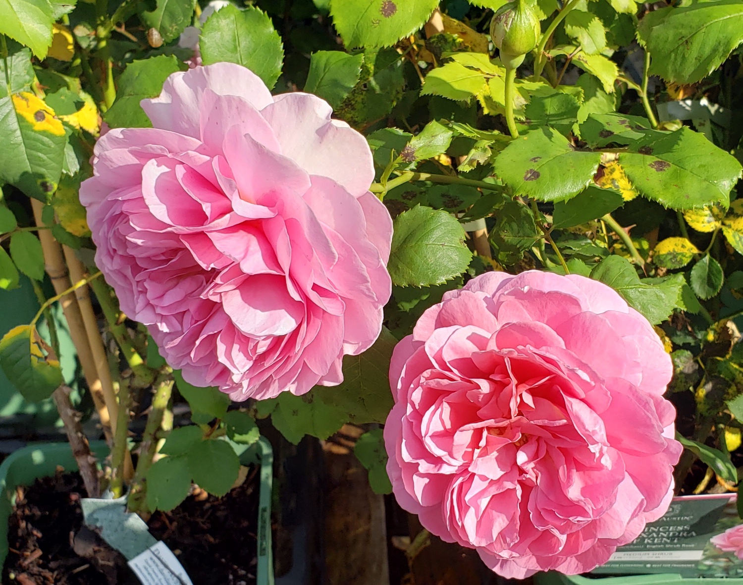 Solve Roses jigsaw puzzle online with 42 pieces