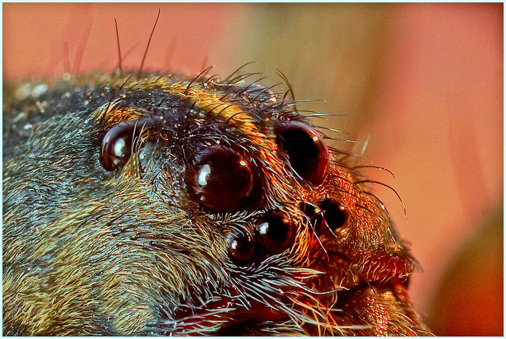 Solve Wolf Spider Eyes jigsaw puzzle online with 77 pieces