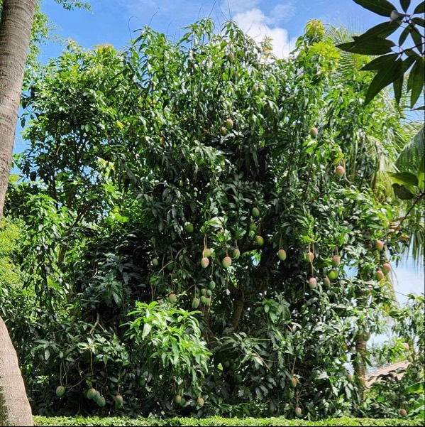 Solve Mango tree jigsaw puzzle online with 9 pieces
