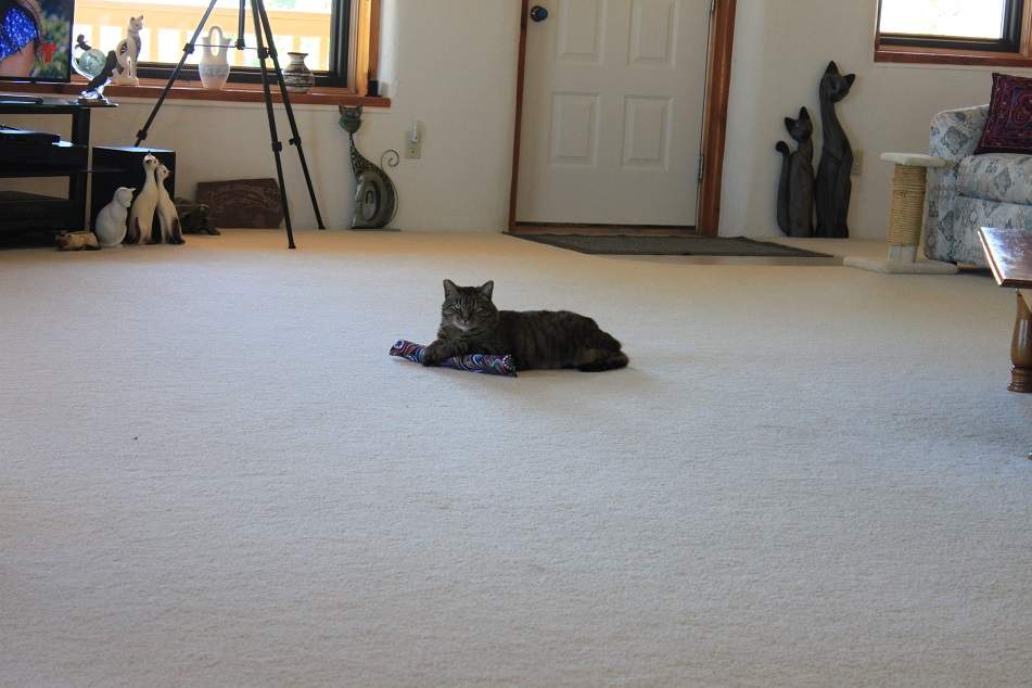 Solve Thomas and his kitty kick stix jigsaw puzzle online with 96 pieces