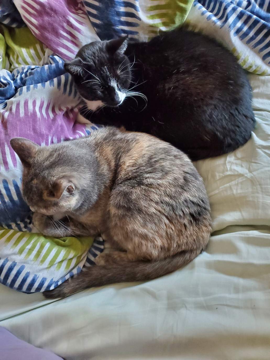 Solve Unlikely Duo jigsaw puzzle online with 88 pieces