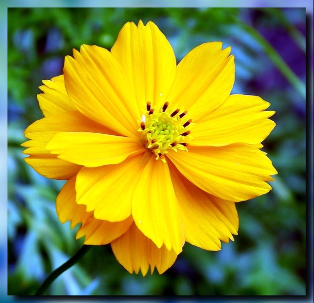 Solve Cosmos jigsaw puzzle online with 9 pieces