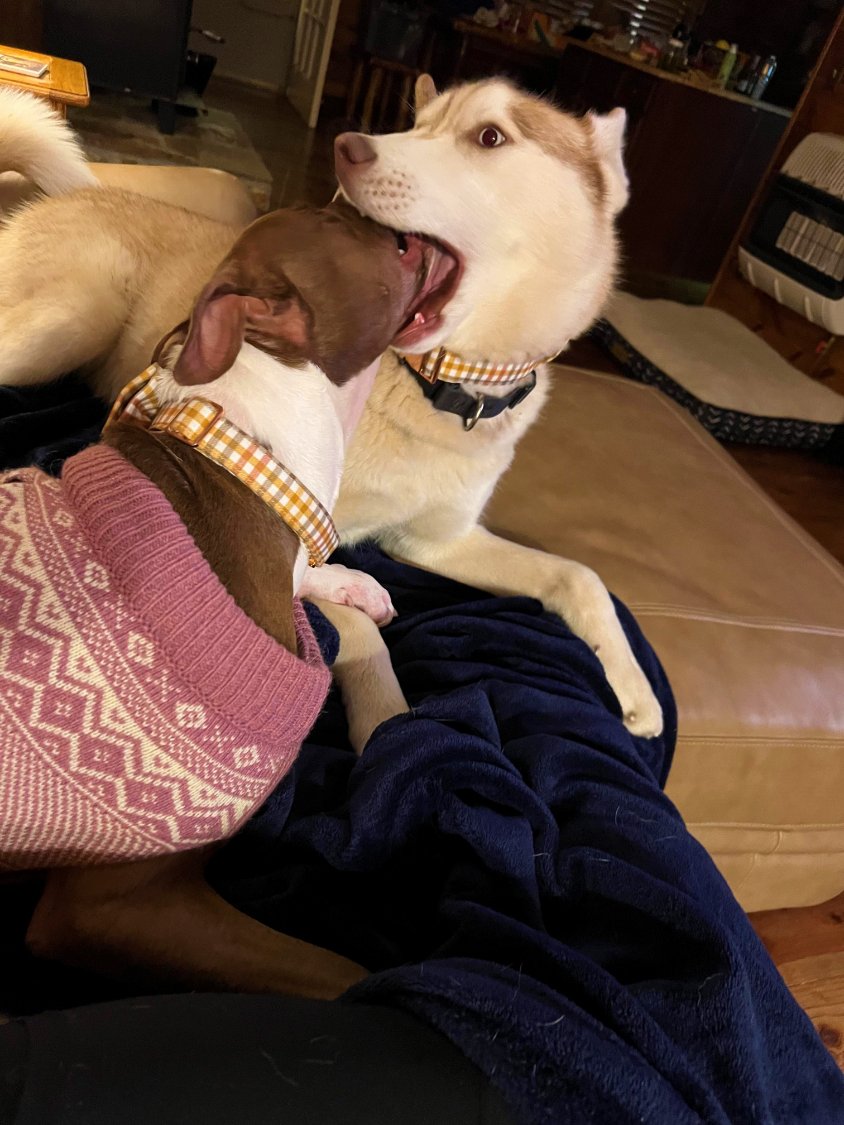 Jigsaw Puzzle | Confusing Perspective #77 (dog eat dog world) | 20 ...