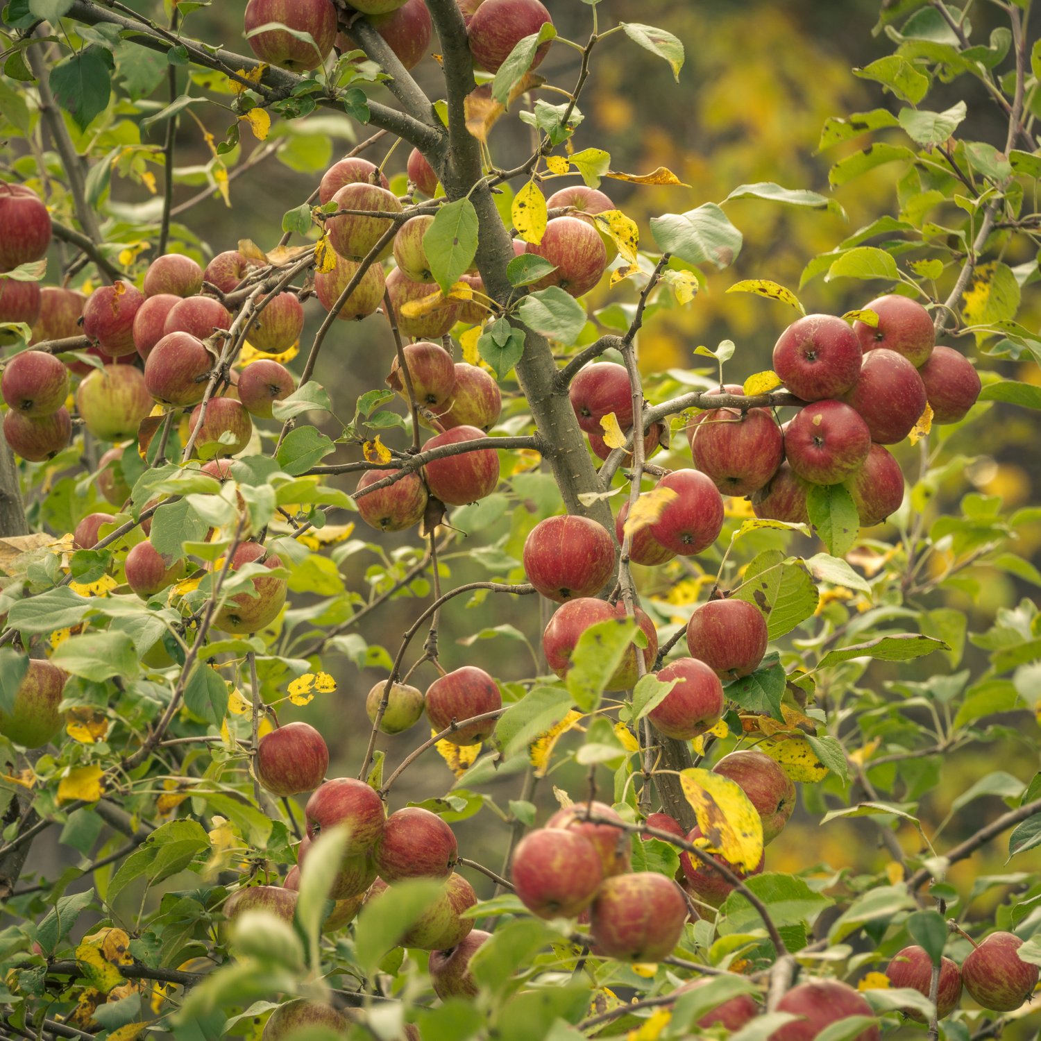 Solve Apples jigsaw puzzle online with 100 pieces