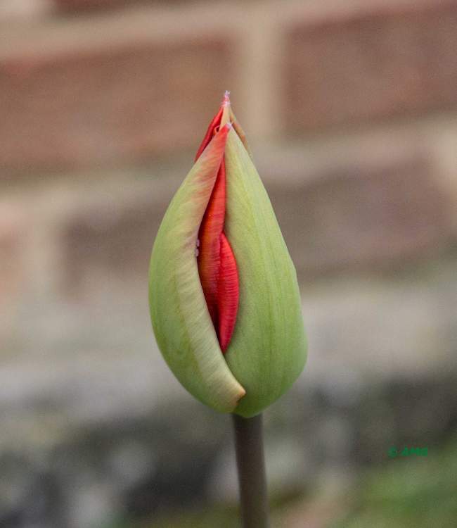 Solve Tulip jigsaw puzzle online with 9 pieces