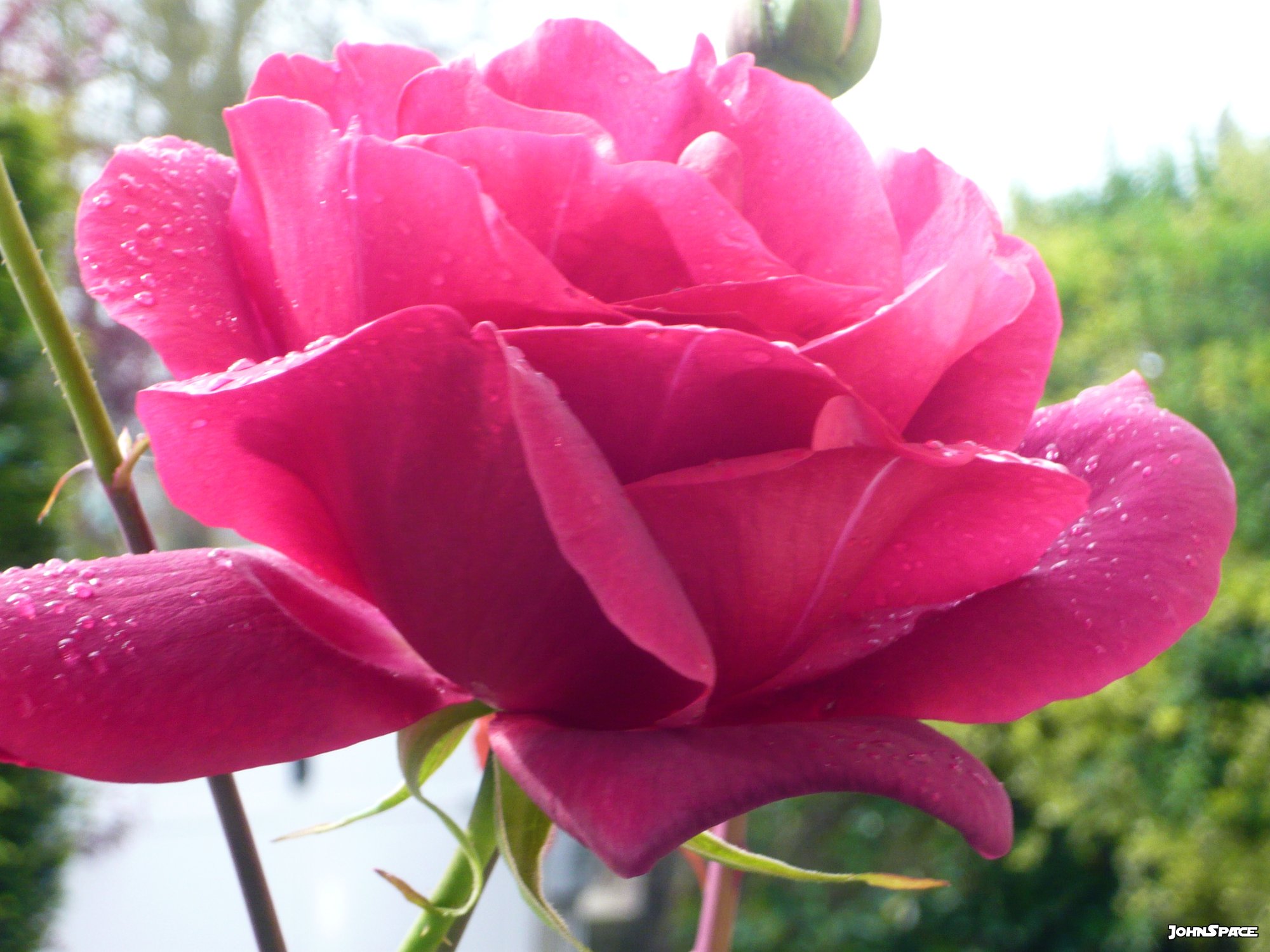 Solve Rose jigsaw puzzle online with 396 pieces