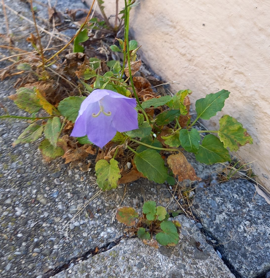 Solve Urban Biodiversity jigsaw puzzle online with 25 pieces