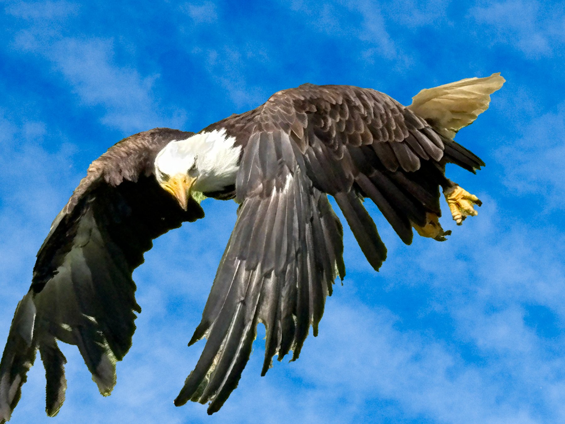 Solve eagle 021 jigsaw puzzle online with 63 pieces