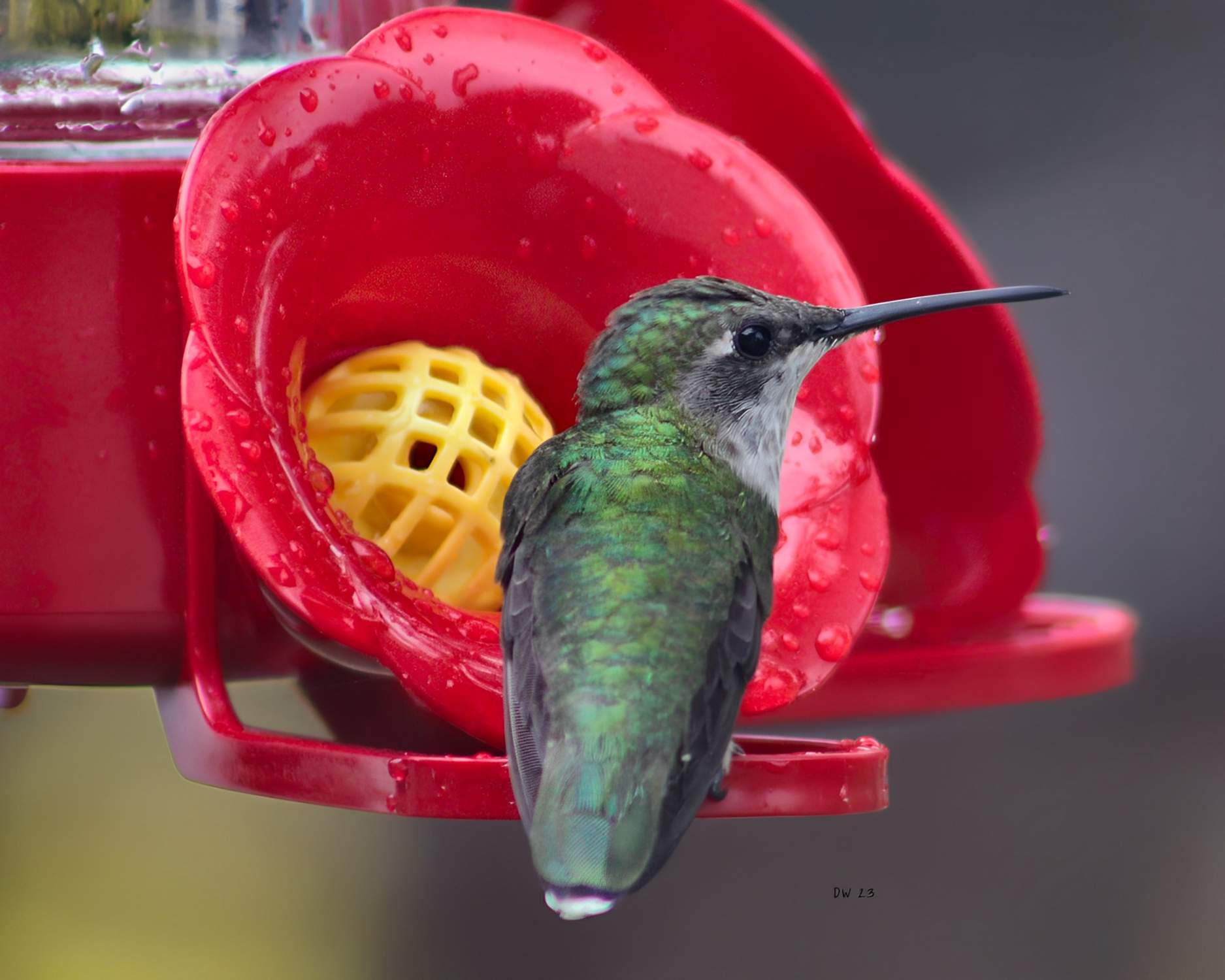 Jigsaw Puzzle | Hummingbird | 180 pieces | Jigidi