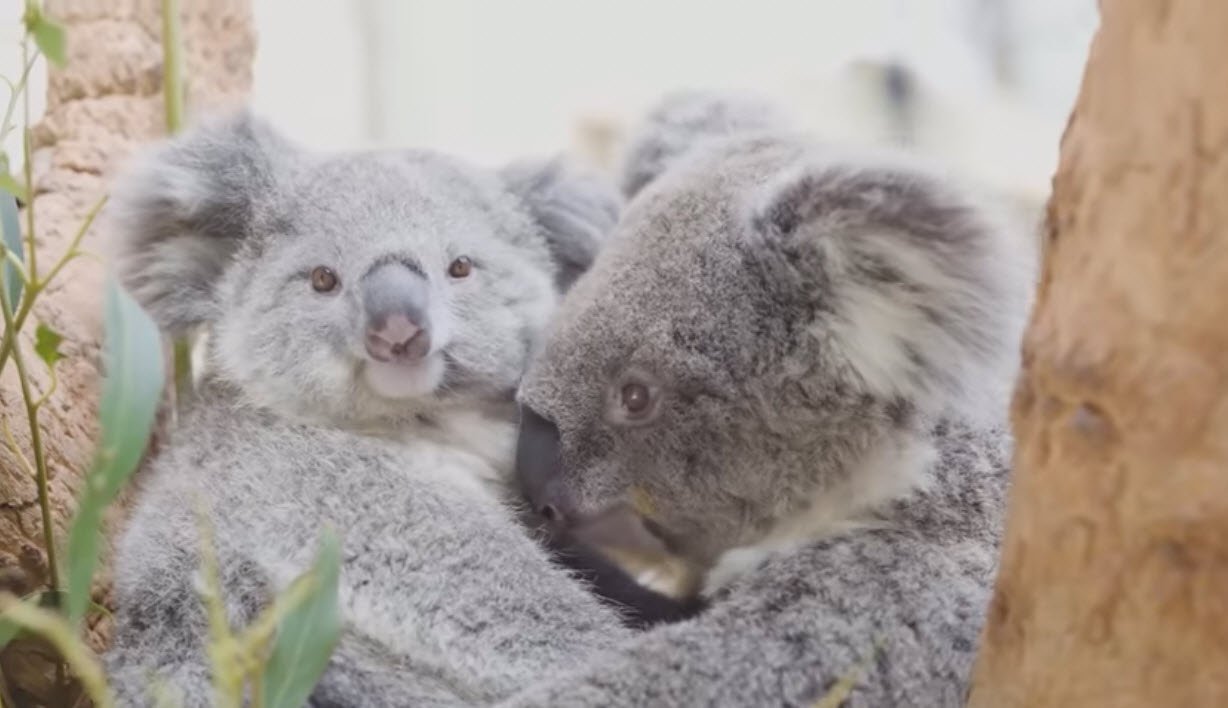 Solve Two koalas jigsaw puzzle online with 60 pieces