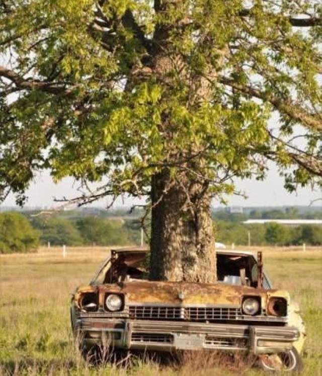 Solve Tree in a Car jigsaw puzzle online with 56 pieces