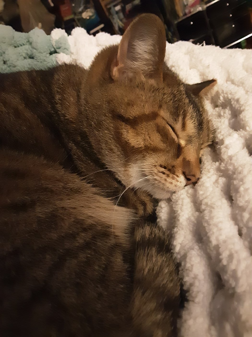 Jigsaw Puzzle | 35 pieces | Fuzzy lap-heater. Only $19.99. But wait ...