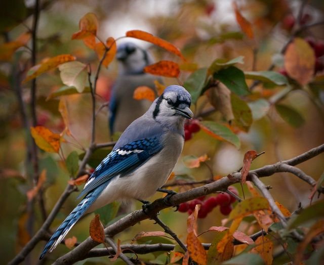 Solve Nice Blue Jay picture jigsaw puzzle online with 30 pieces