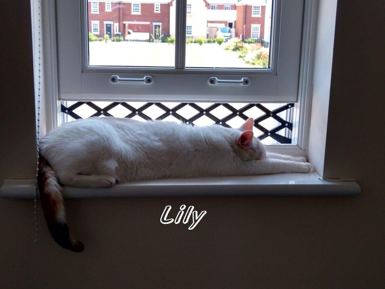Solve Lily 0120 - Long stretch at the window jigsaw puzzle online with ...