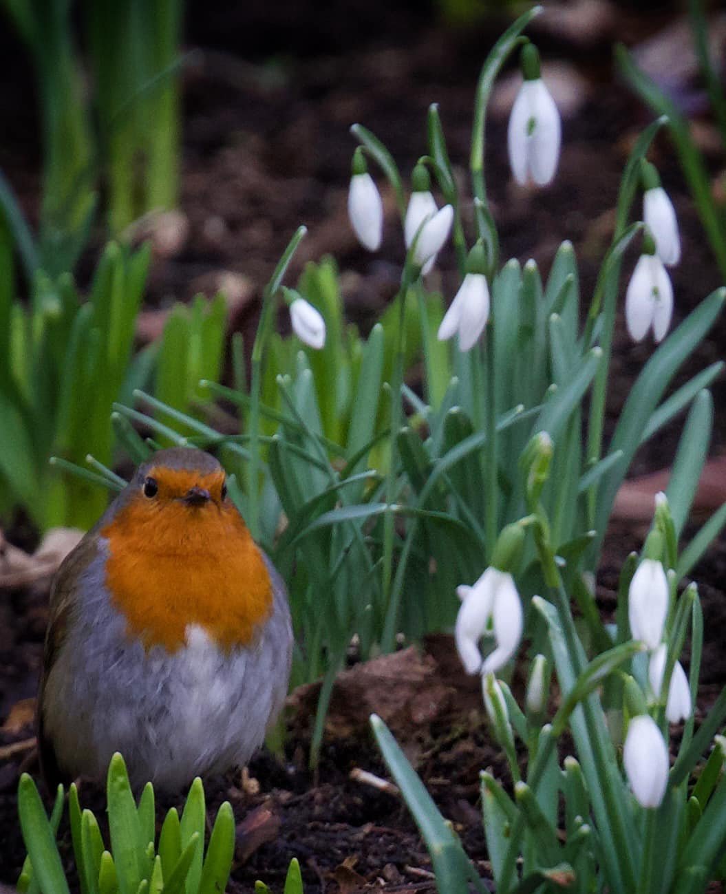 Solve Robin amidst Snowdrops jigsaw puzzle online with 80 pieces