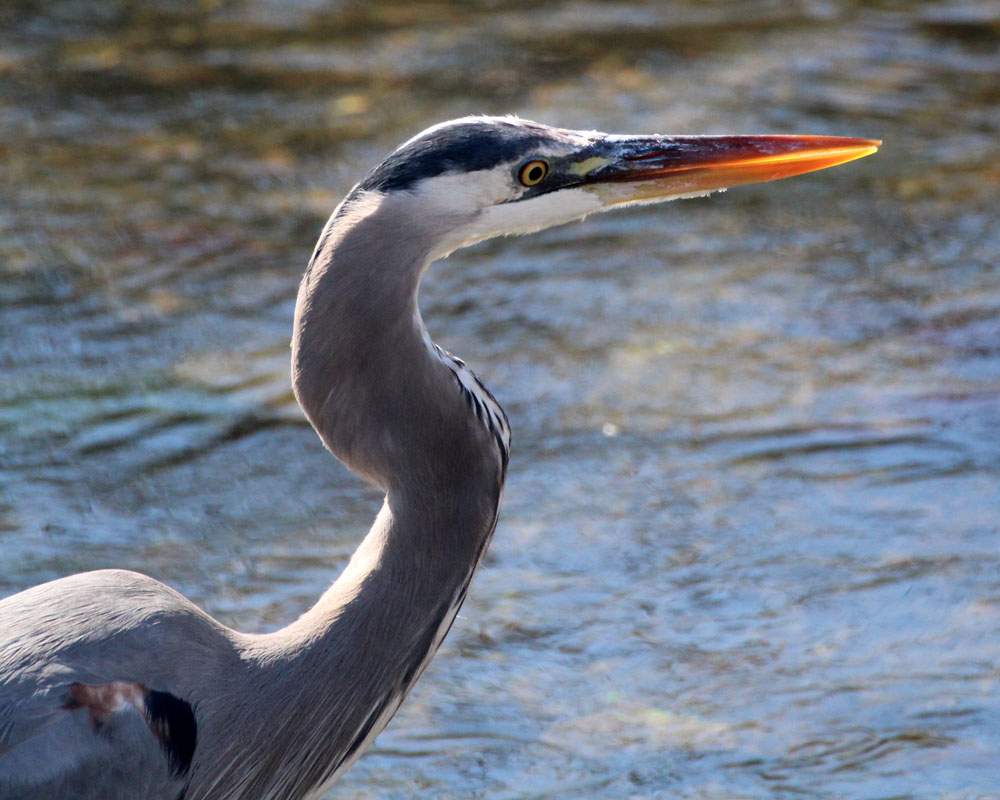 Solve Great Blue Heron, Famosa Slough, San Diego, California jigsaw ...