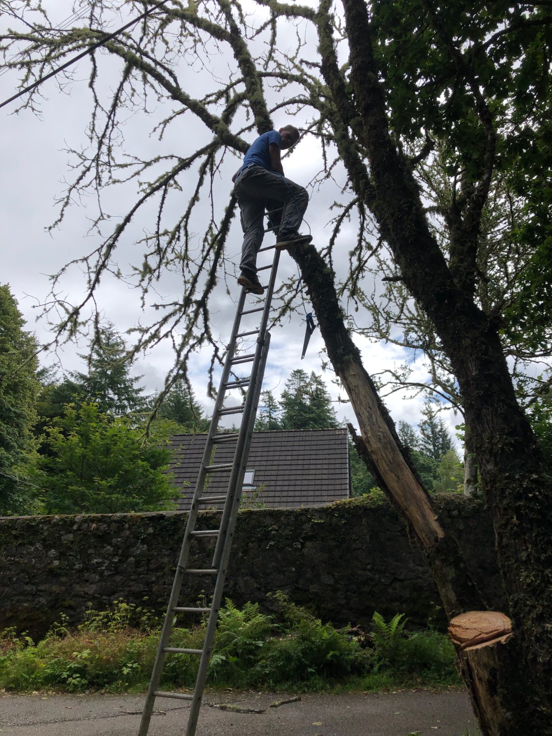 Jigsaw Puzzle | Man up a Tree | 80 pieces | Jigidi