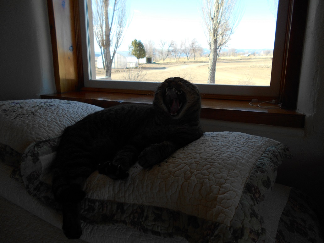 Solve Thomas and that huge yawn again :) jigsaw puzzle online with 80 ...
