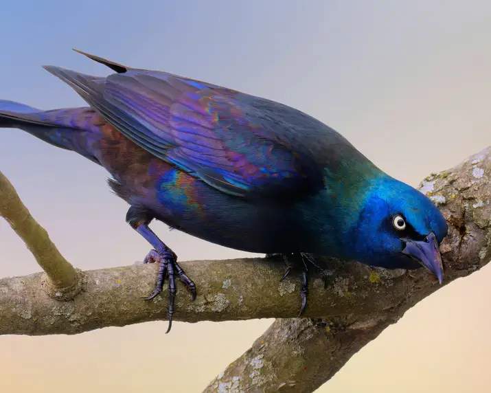 Solve Common Grackle jigsaw puzzle online with 99 pieces