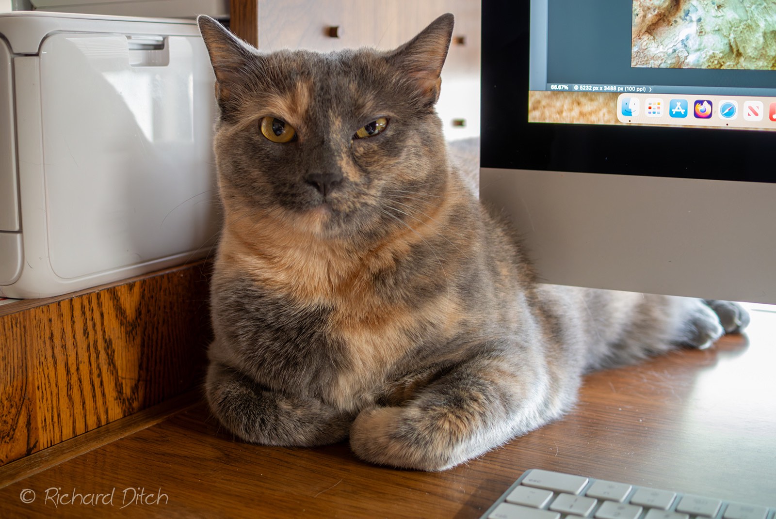 Solve Trixie- computer assistant jigsaw puzzle online with 77 pieces