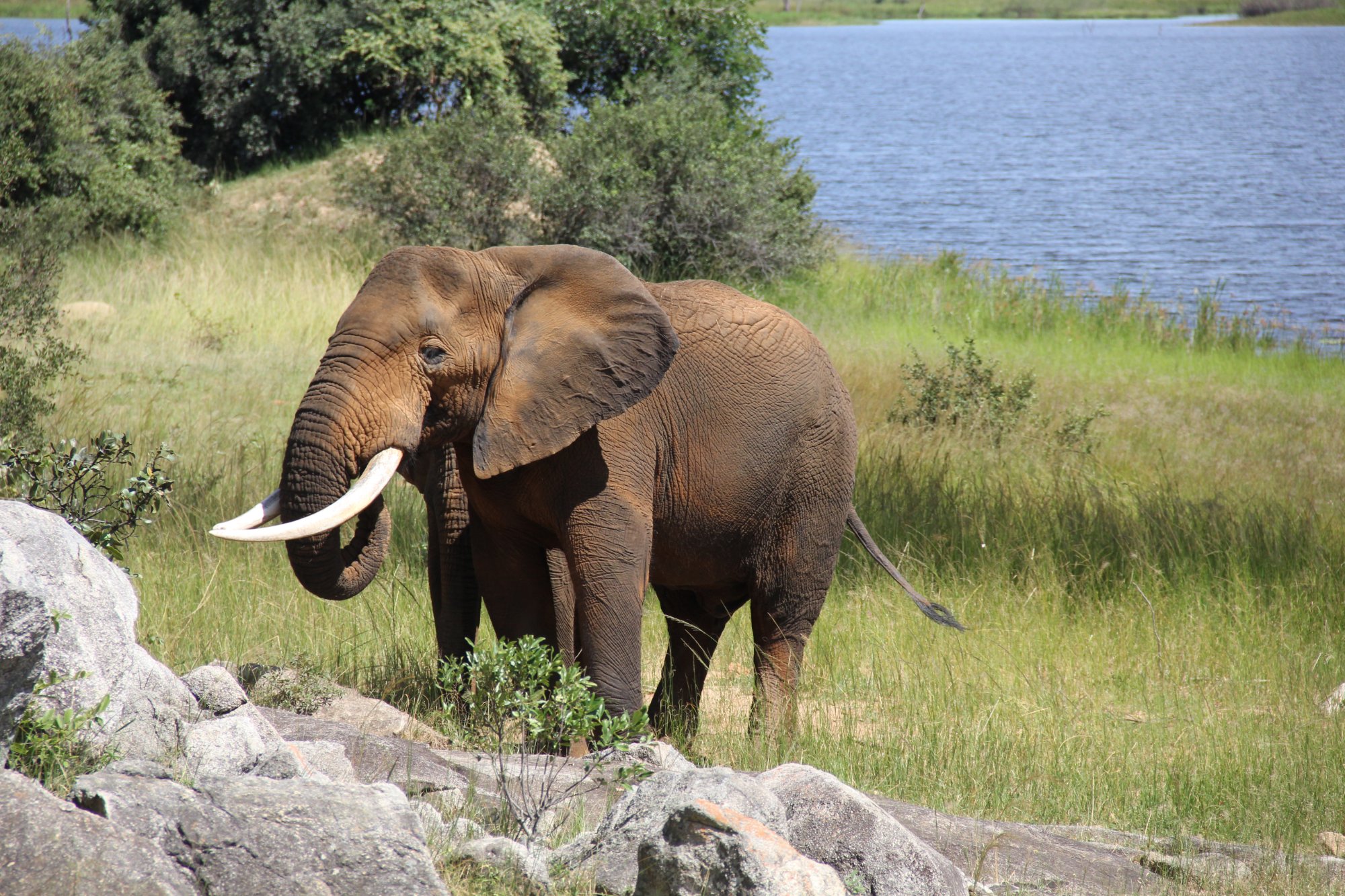Solve Elephant, Imire: Rhino & Wildlife Conservation jigsaw puzzle ...