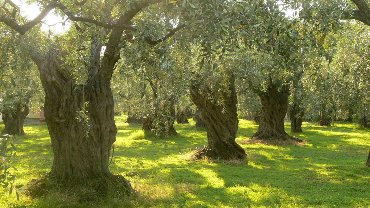Solve Olive trees jigsaw puzzle online with 60 pieces