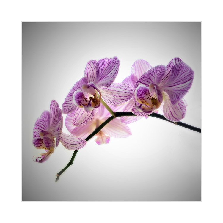 Solve Orchid jigsaw puzzle online with 64 pieces