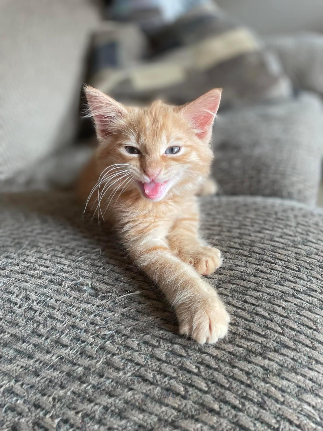 Solve Little roar jigsaw puzzle online with 80 pieces