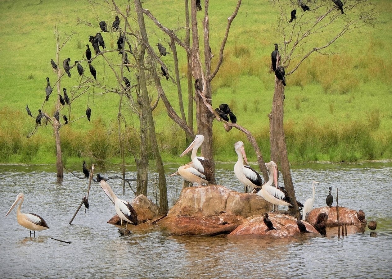 Solve The Wetlands jigsaw puzzle online with 70 pieces