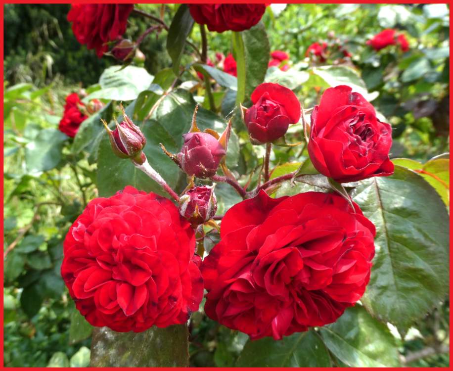 Jigsaw Puzzle | Our red roses. Onze rode rozen. | 12 pieces | Jigidi