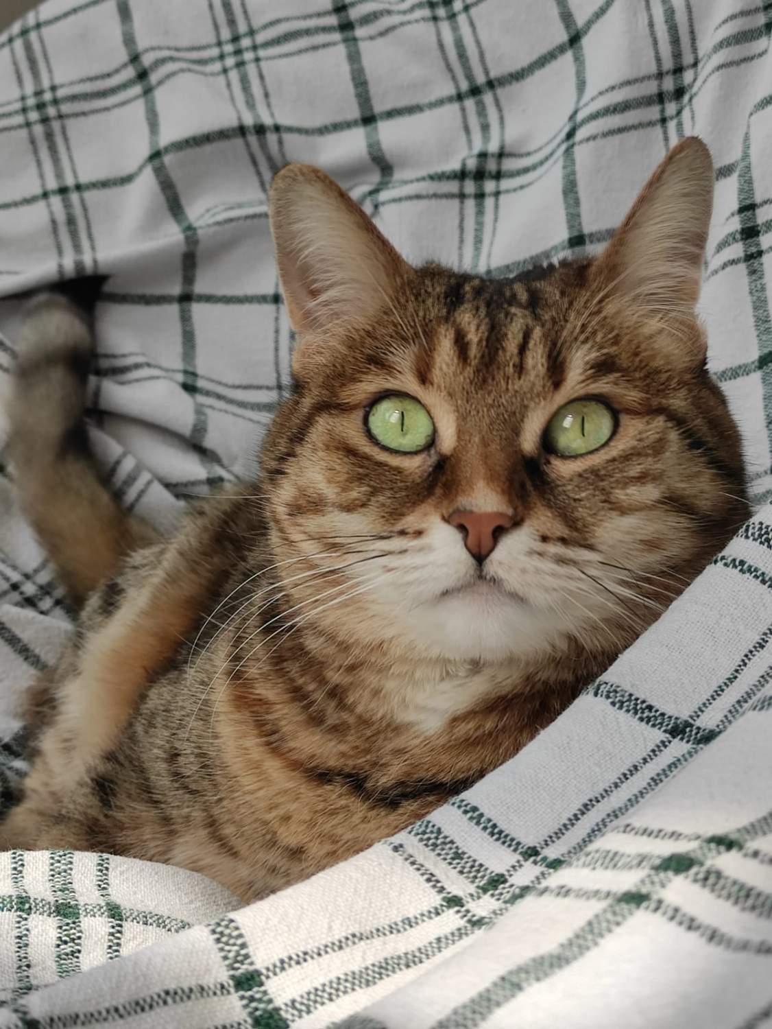 Solve BALKIZ jigsaw puzzle online with 108 pieces