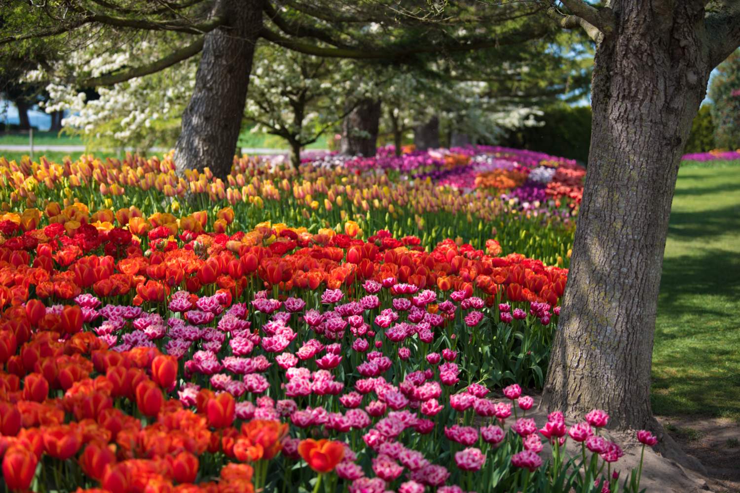 Solve RoozenGaarde jigsaw puzzle online with 77 pieces